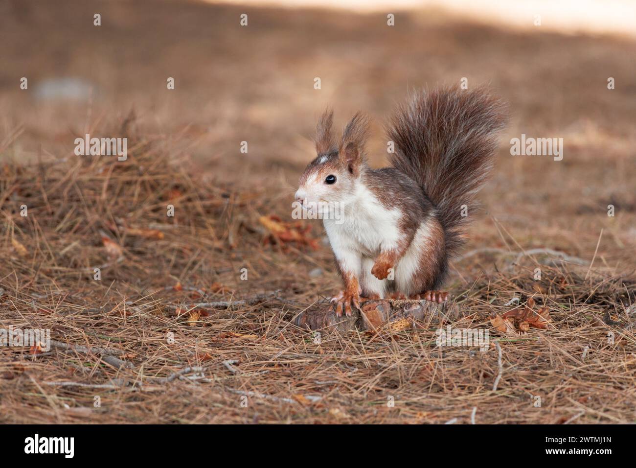 Red squirrel, Sciurus vulgaris, on pine leaves in the Lagunas de la ...