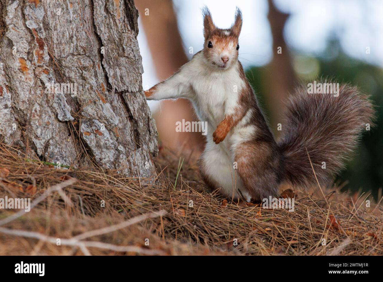 Red squirrel, Sciurus vulgaris, leaning on pine tree with human pose ...