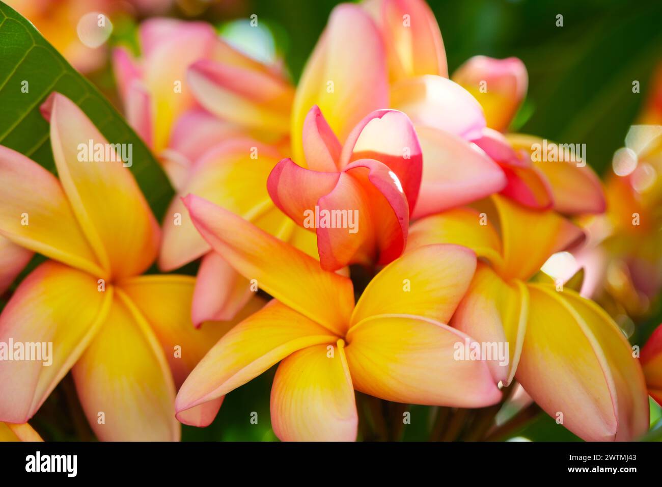 Plumeria, Plumeria flowers are among the most beautiful flowers in the ...