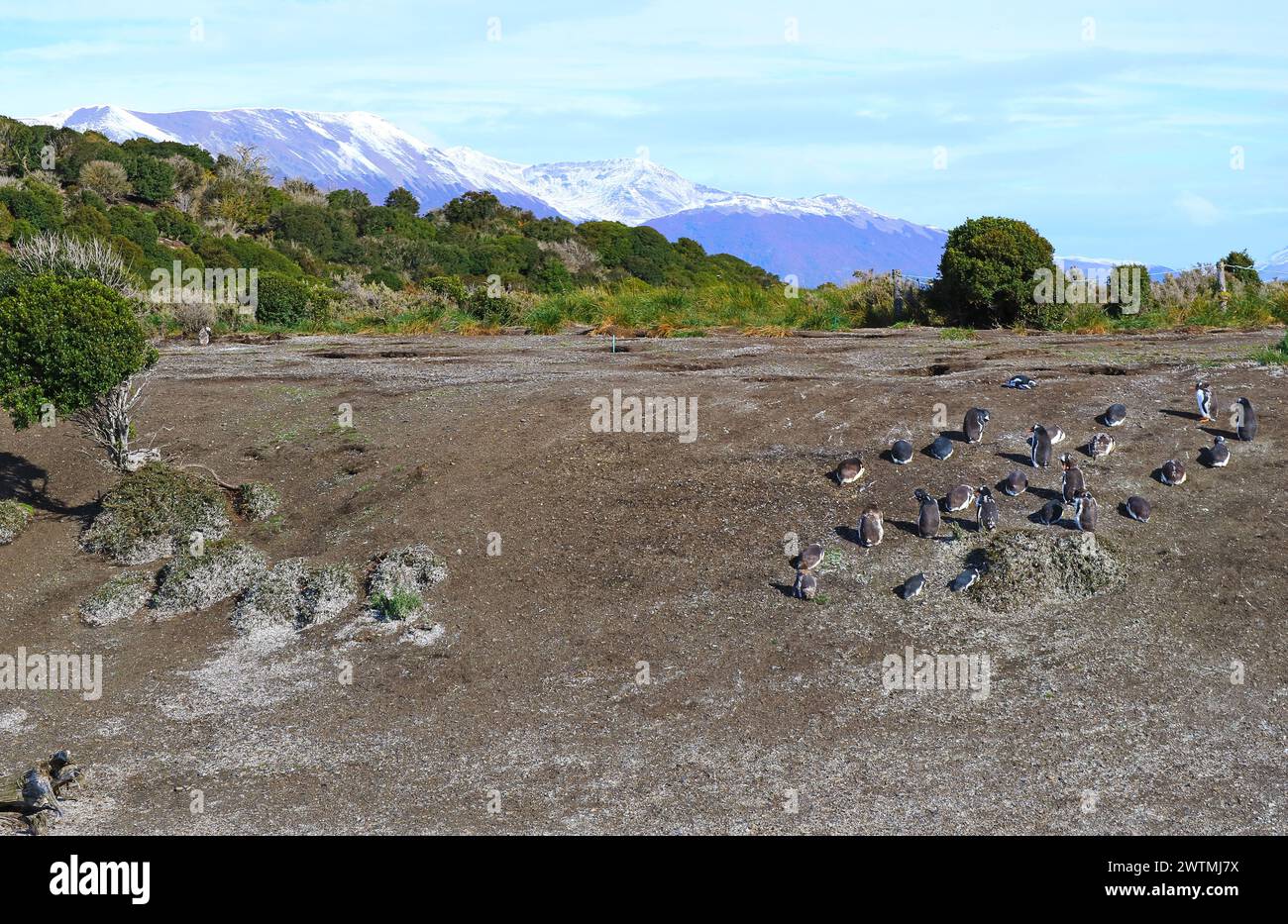 Colony of Wild Penguins on the Martillo Island, Ushuaia, Patagonia ...