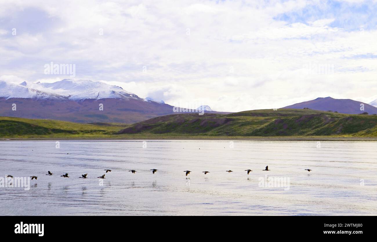Impressive Panoramic View of Beagle channel with Flock of Cormorants ...