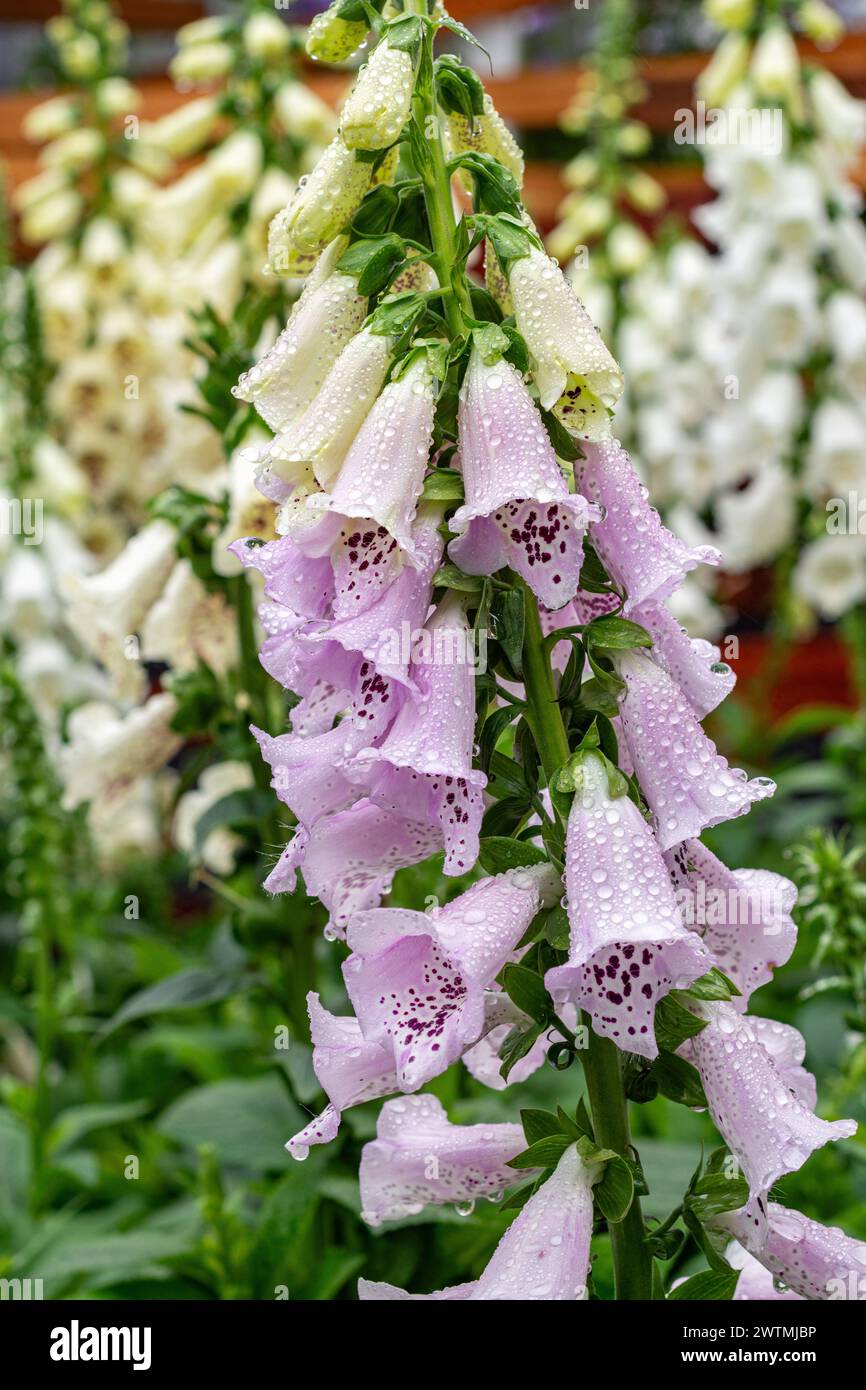 Flowers and plants for gardens and displays Stock Photo - Alamy
