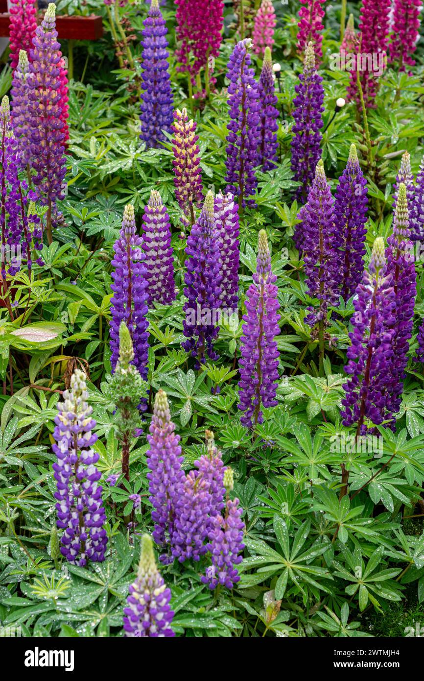 Flowers and plants for gardens and displays Stock Photo - Alamy