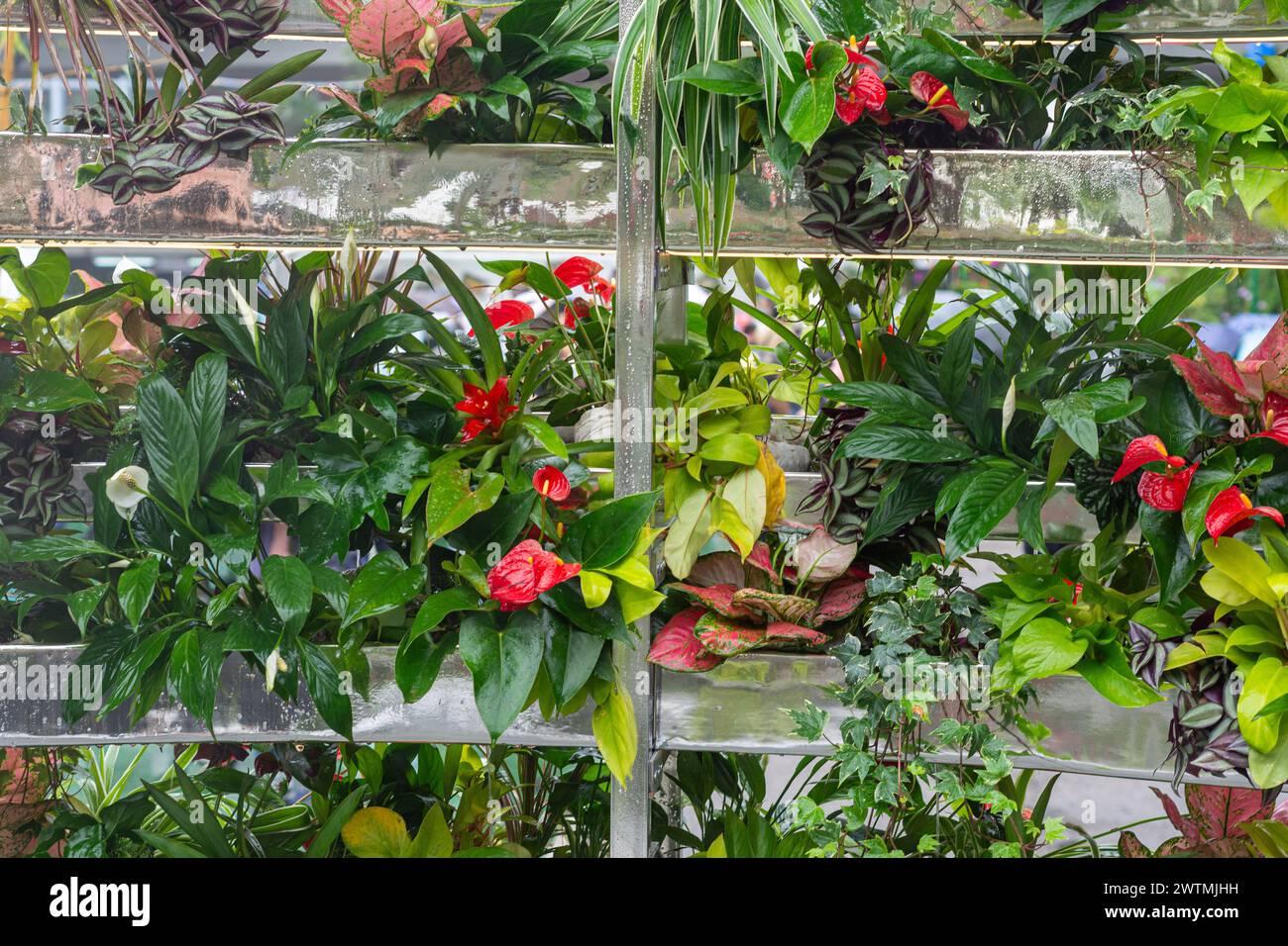 Flowers and plants for gardens and displays Stock Photo - Alamy