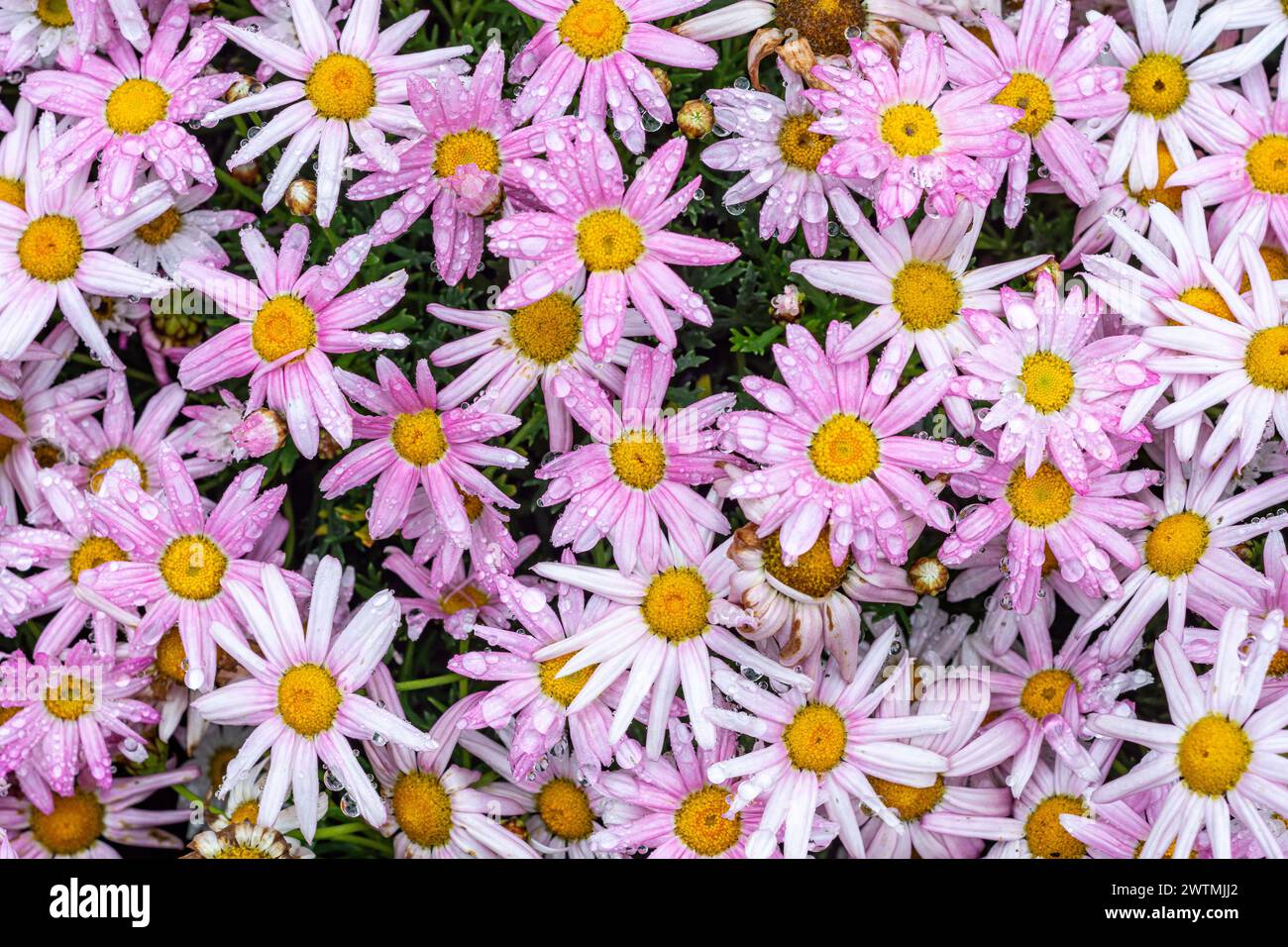 Flowers and plants for gardens and displays Stock Photo - Alamy