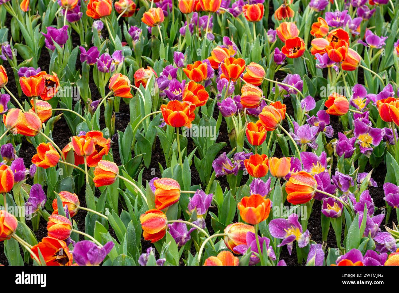 Flowers and plants for gardens and displays Stock Photo - Alamy