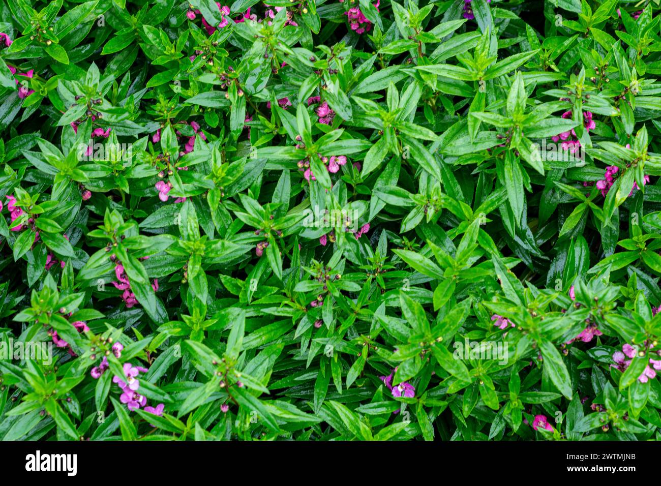 Flowers and plants for gardens and displays Stock Photo - Alamy