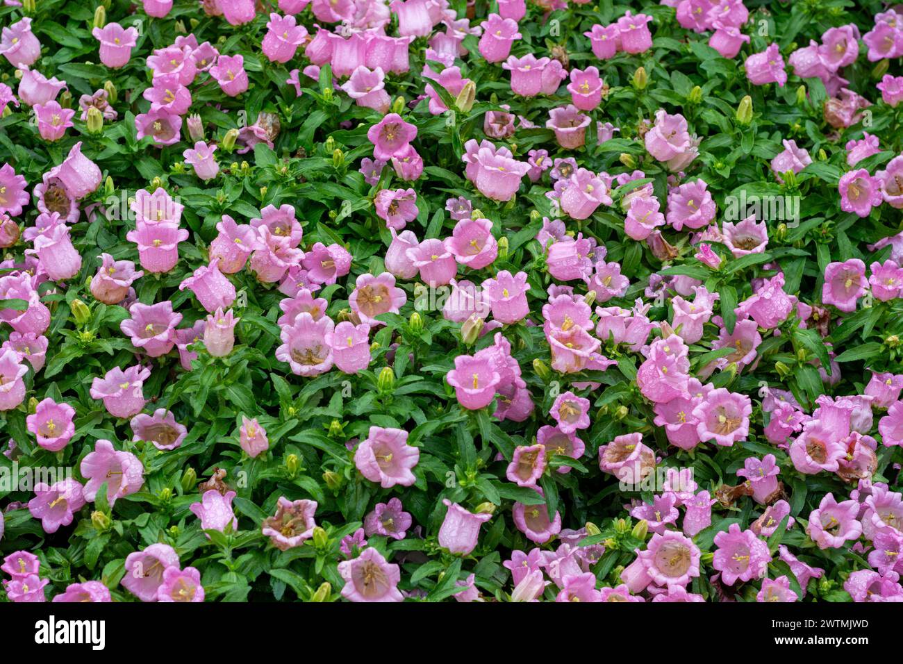 Flowers and plants for gardens and displays Stock Photo - Alamy