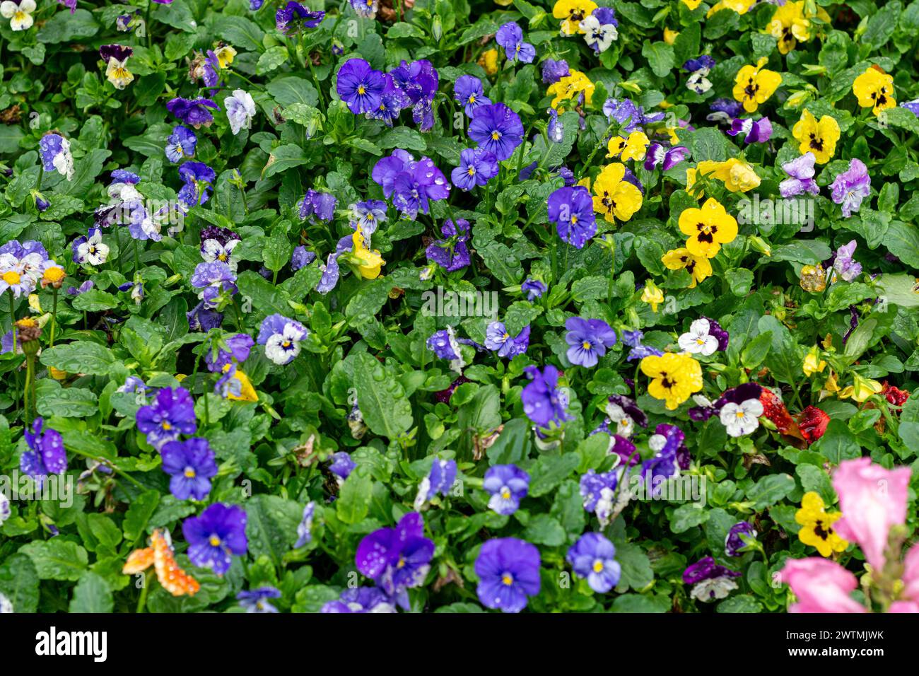 Flowers and plants for gardens and displays Stock Photo - Alamy