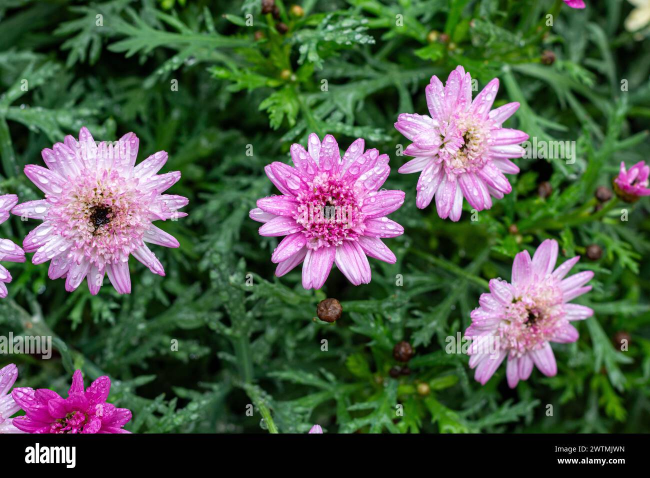 Flowers and plants for gardens and displays Stock Photo - Alamy