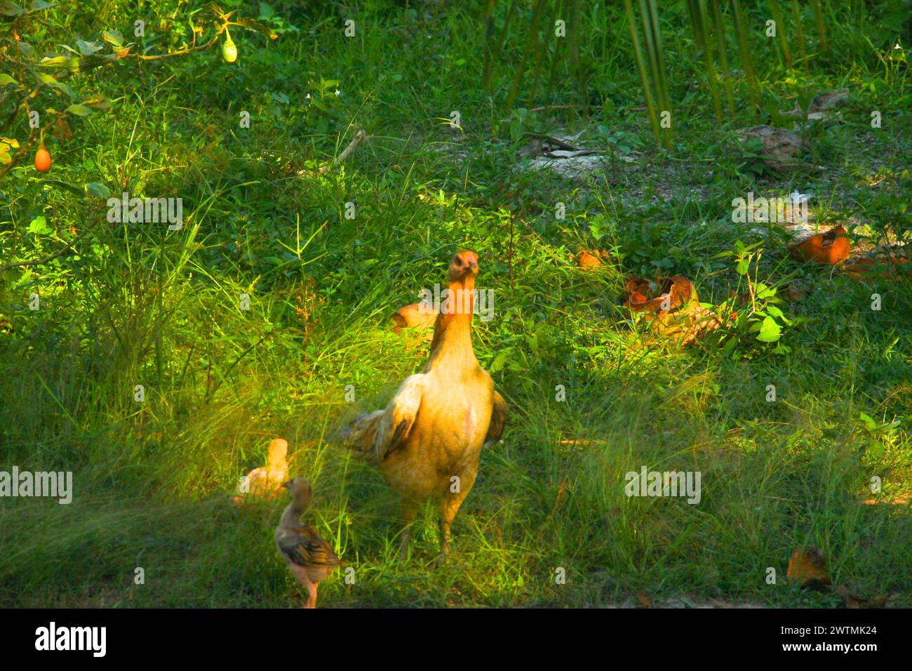 The hen and her chicks look for natural food in the green grass Stock ...