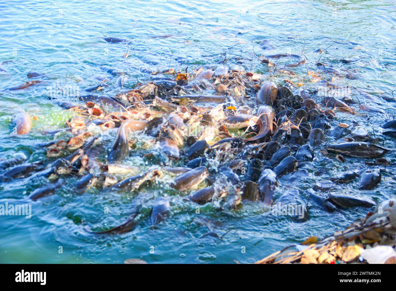 A group of fish hi-res stock photography and images - Alamy