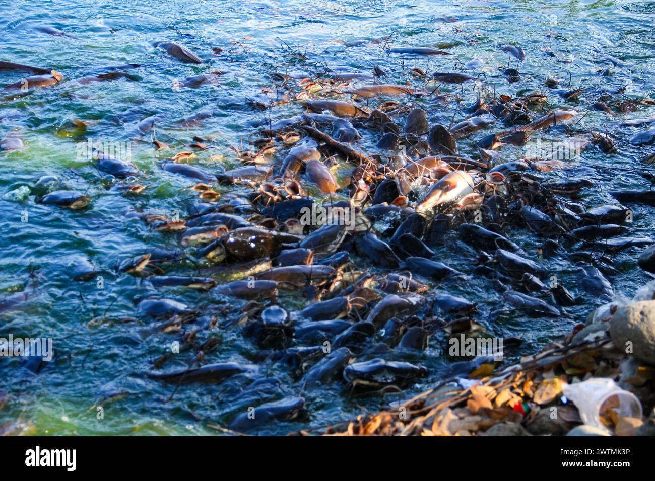 Aquaculture pond hi-res stock photography and images - Alamy