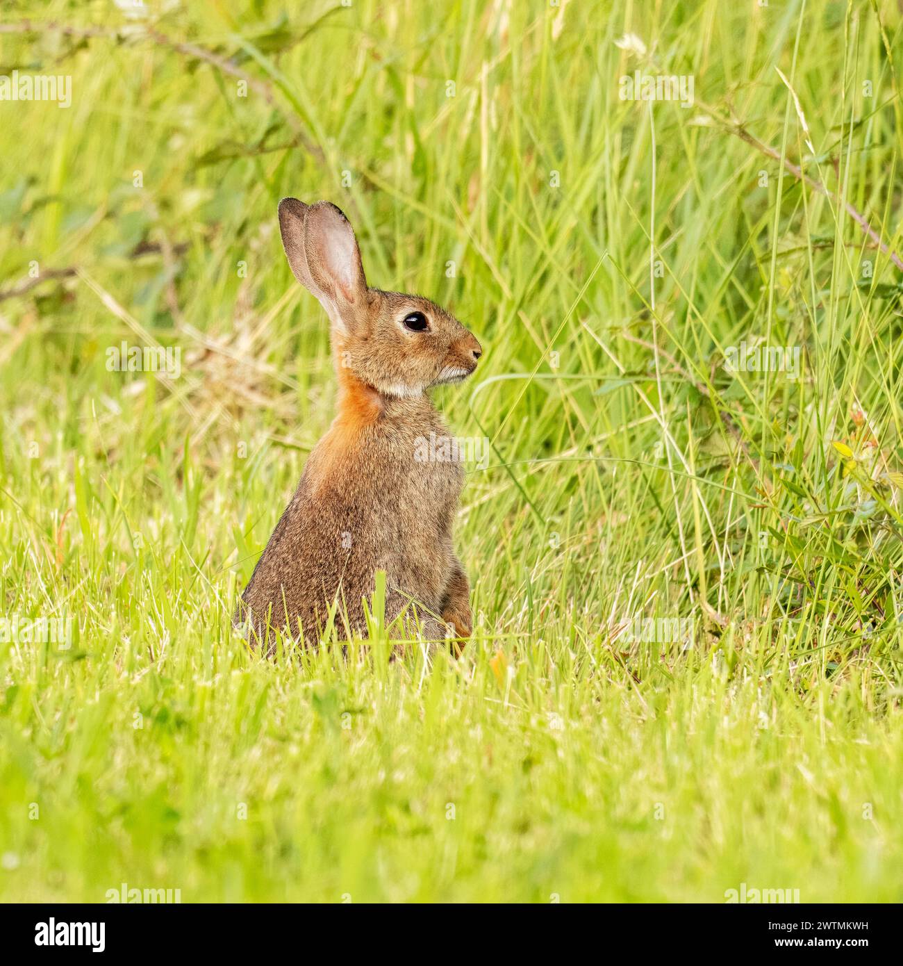 Observant rabbit hi-res stock photography and images - Alamy
