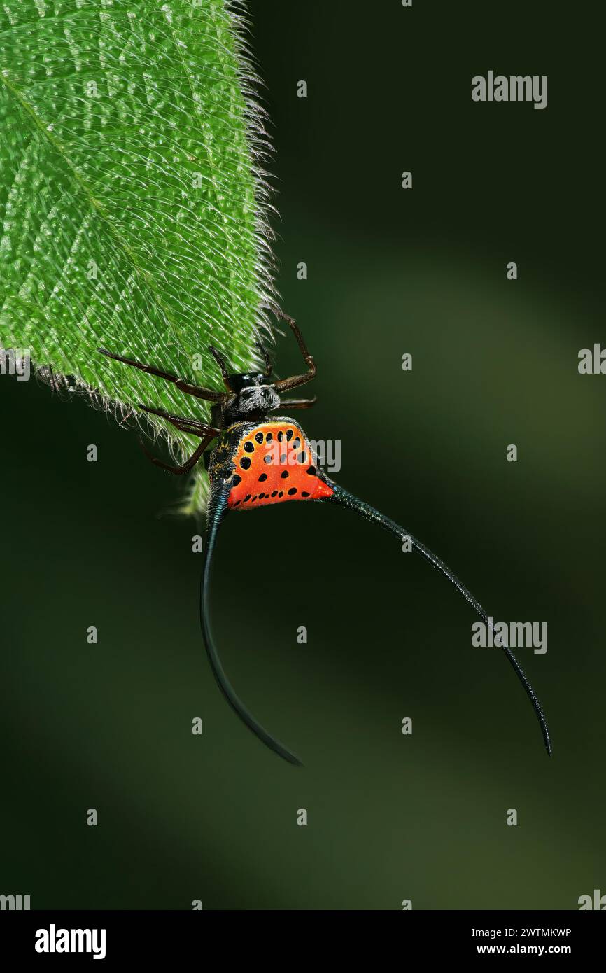 Long-Horned Orb Weaver Spider, Macracantha Arcuata, Panti Forest ...