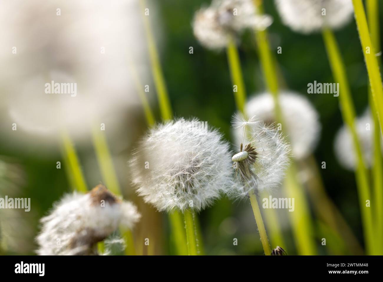 Dandelions on meadow natural background. Dandelion seeds. Beautiful ...