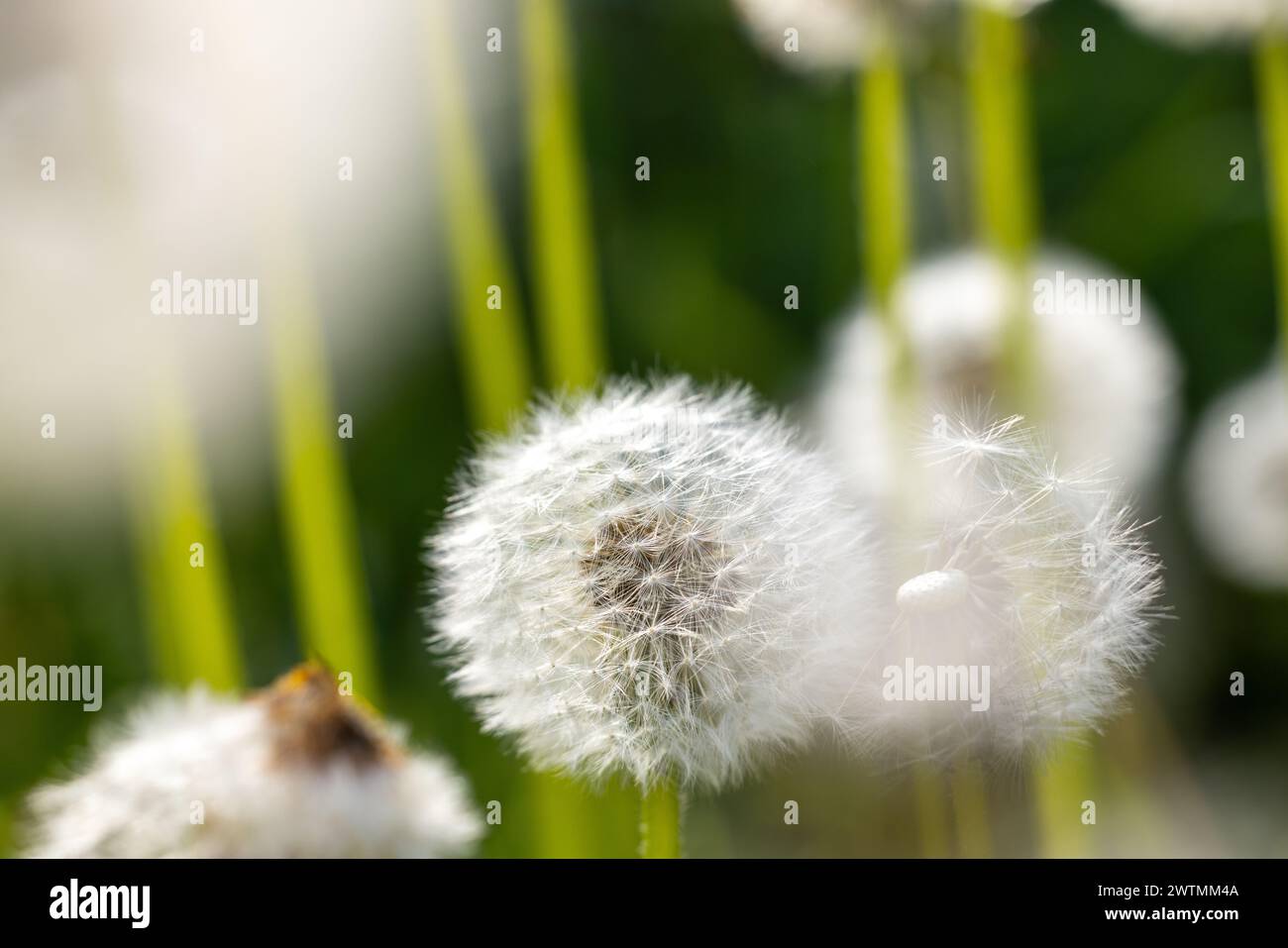 Dandelions on meadow natural background. Dandelion seeds. Beautiful ...