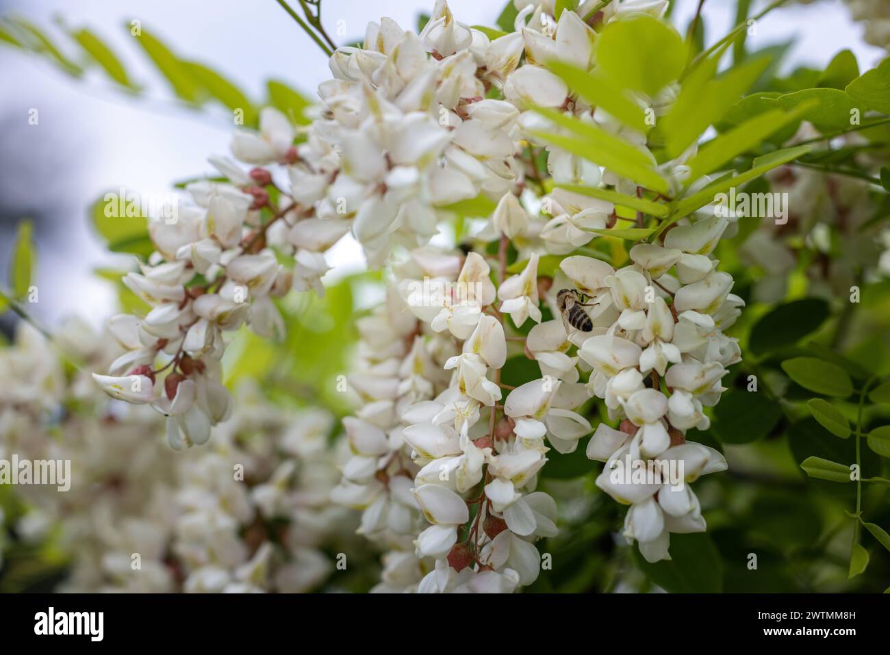 Beautiful spring background with white flowers. White flowering ...