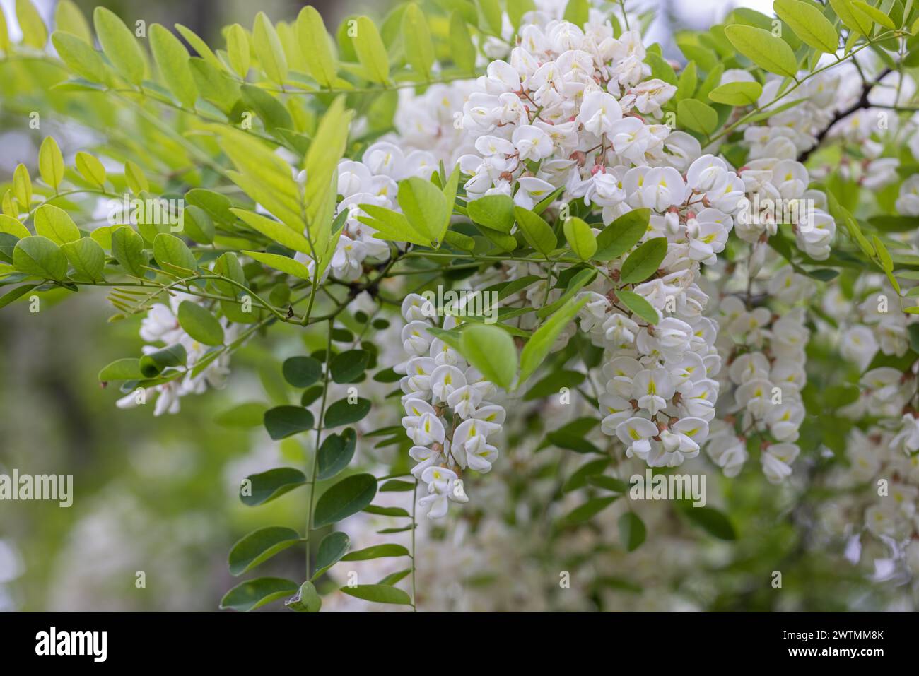 Beautiful spring background with white flowers. White flowering ...