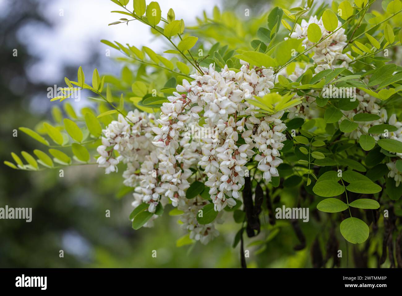 Beautiful spring background with white flowers. White flowering ...