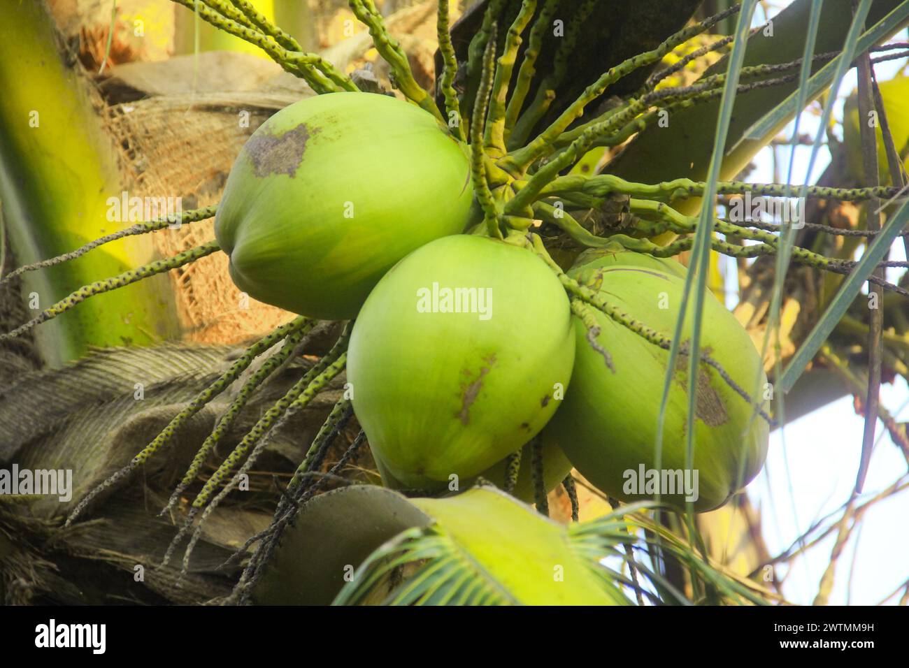 Variety coconut tree hi-res stock photography and images - Alamy