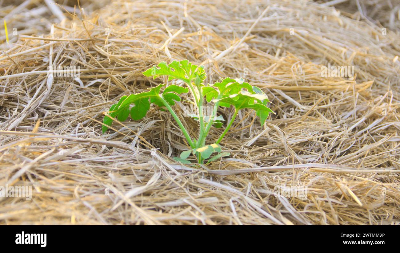Watermelon plant seeds planted around dry straw Stock Photo - Alamy