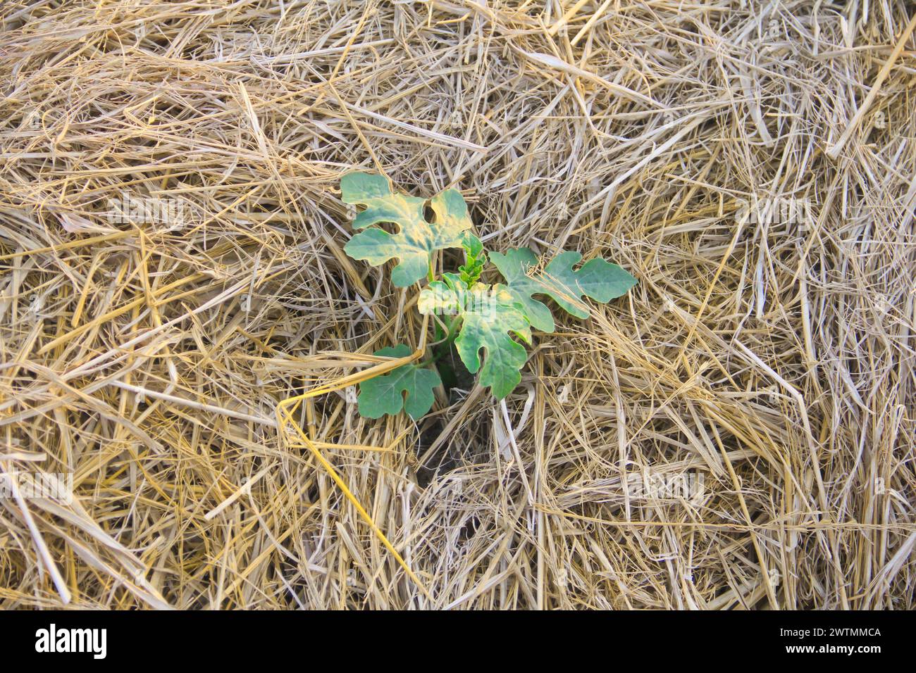 Watermelon plant seeds planted around dry straw Stock Photo - Alamy