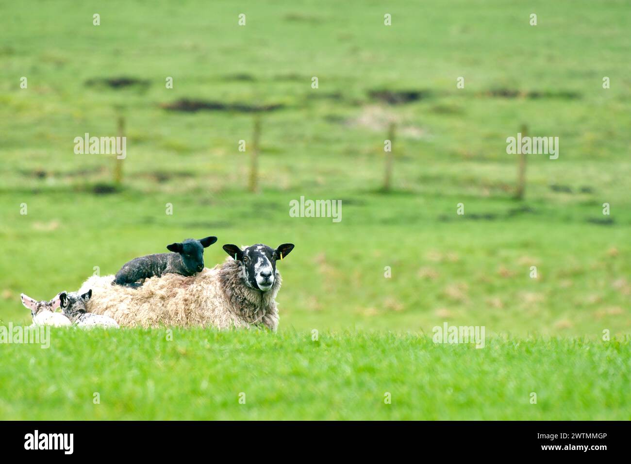 Spring lambs with their mother Stock Photo - Alamy