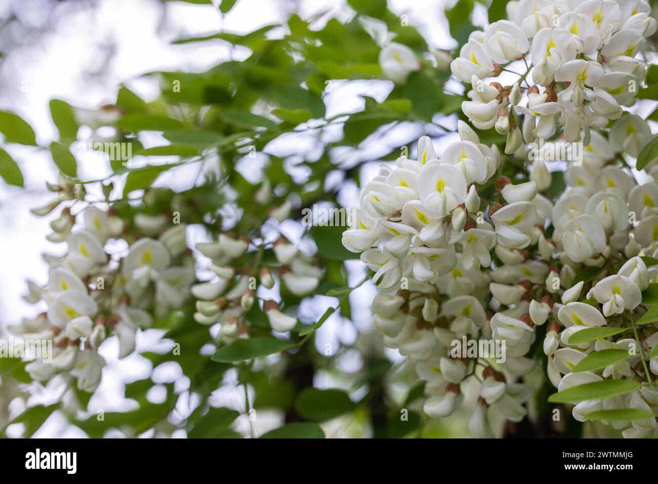 Beautiful spring background with white flowers. White flowering ...