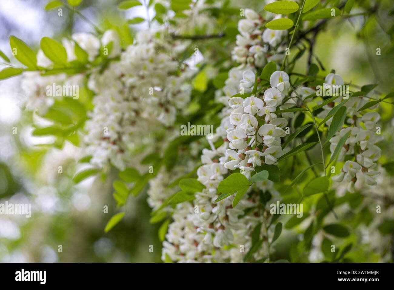 Beautiful spring background with white flowers. White flowering ...