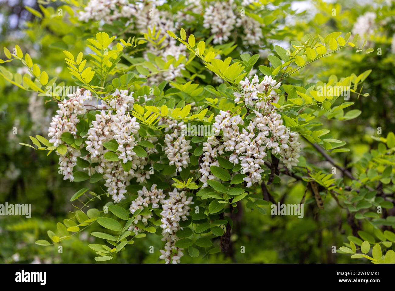 Beautiful spring background with white flowers. White flowering ...