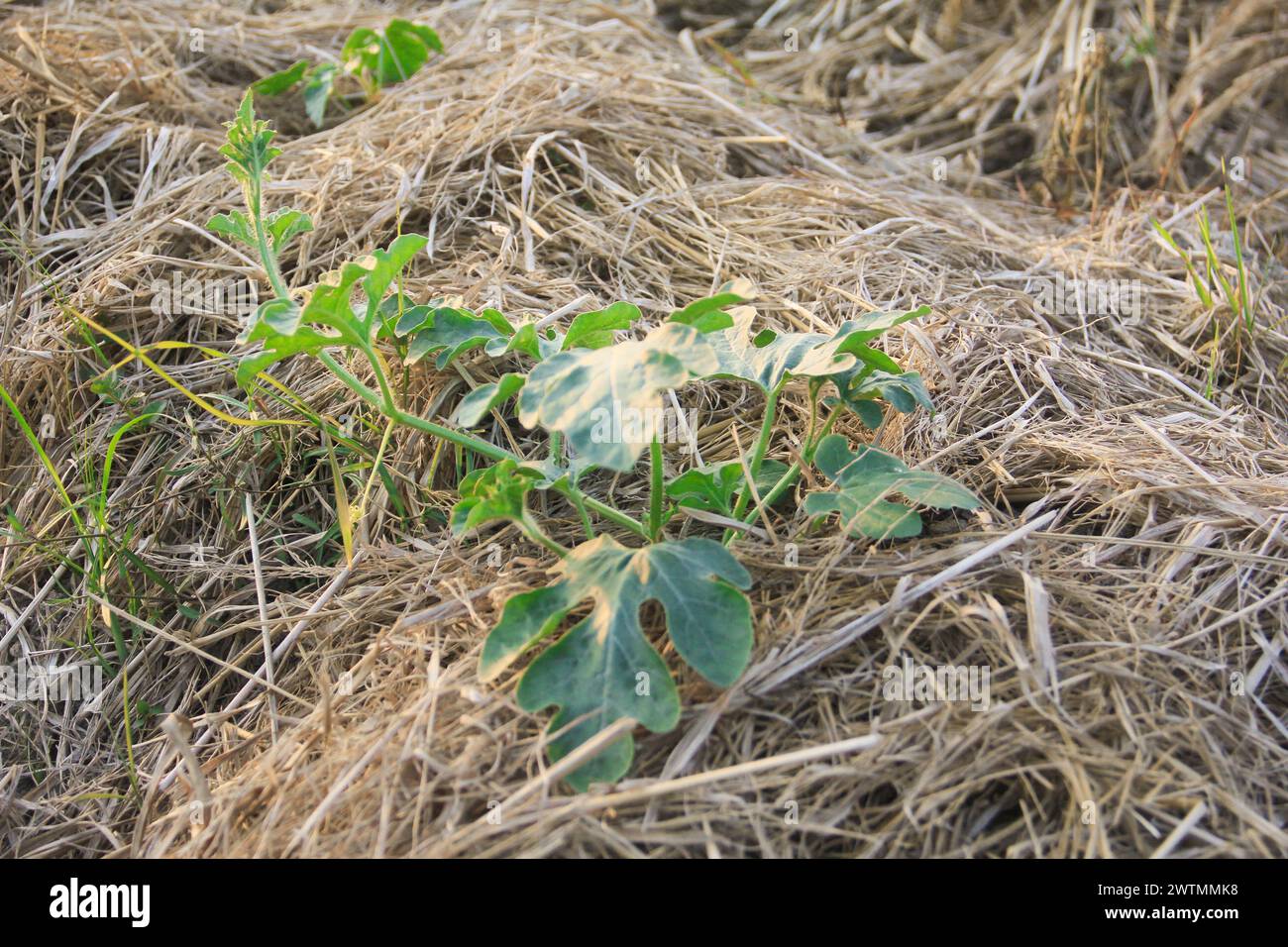 Watermelon plant seeds planted around dry straw Stock Photo - Alamy