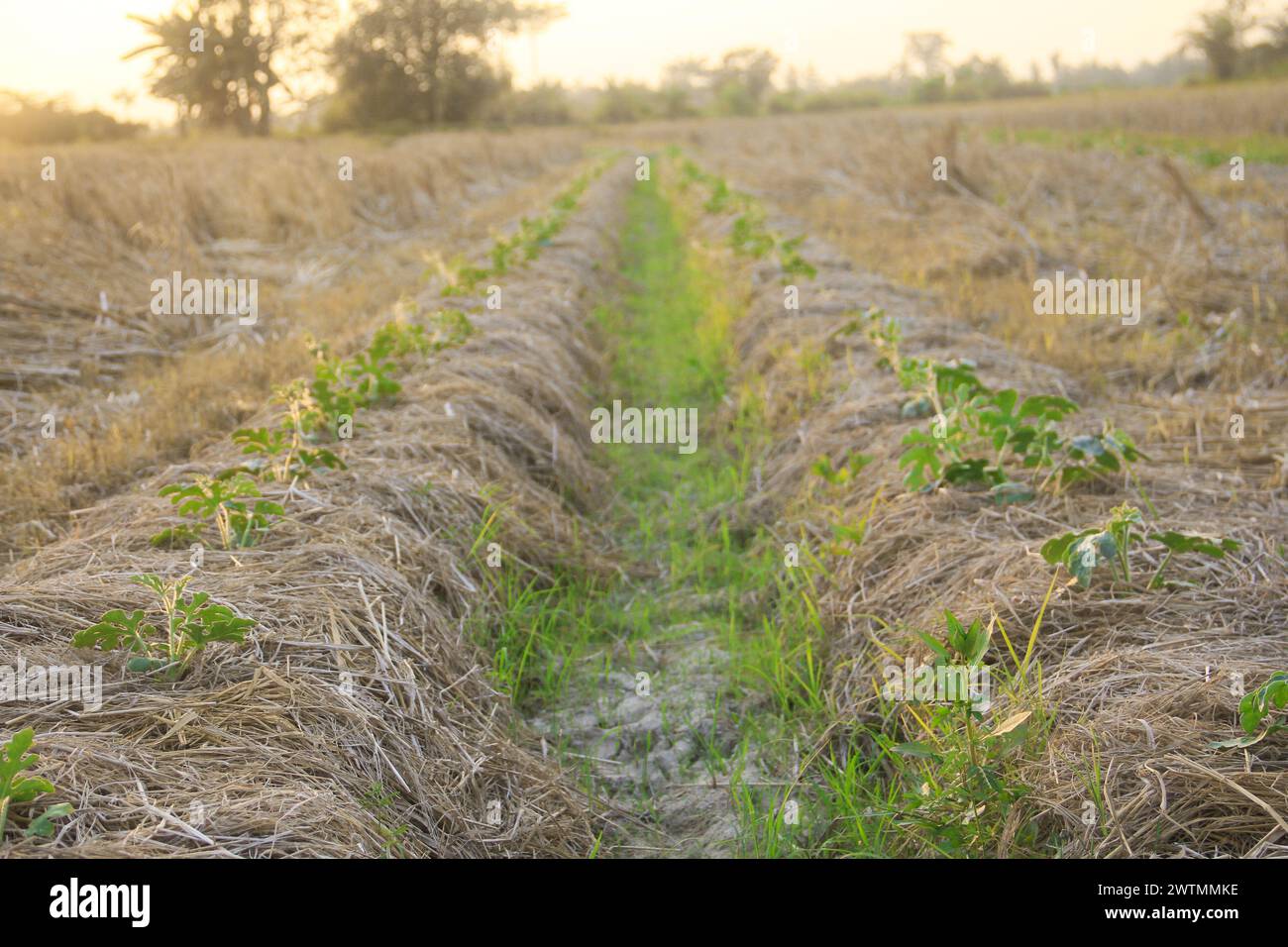 Watermelon plant seeds planted around dry straw Stock Photo - Alamy