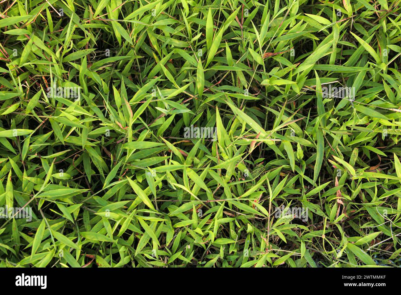 Green grass is illuminated by the afternoon sun in a high angle photo ...