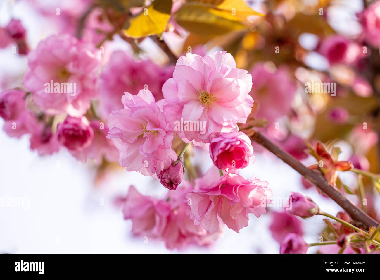 Beautiful nature scene with blooming pink cherry tree in spring. Sakura ...