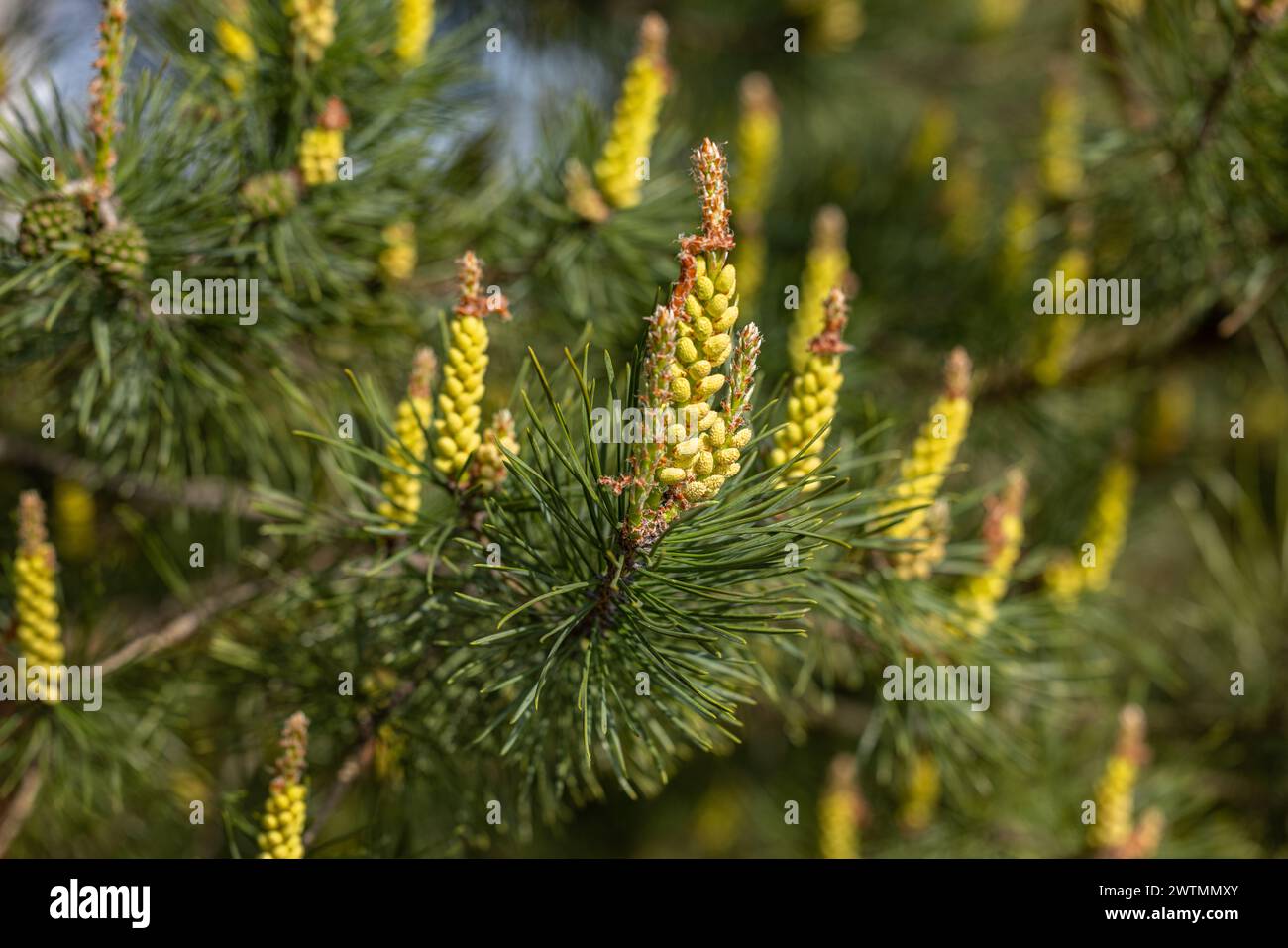 Small young pine cones, spring pine blossom in the forest.Trees on wild ...