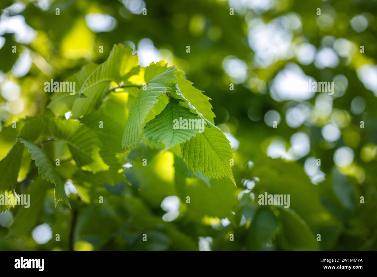 Sun shines through the young leaves of the tree. Green leaf macro in ...