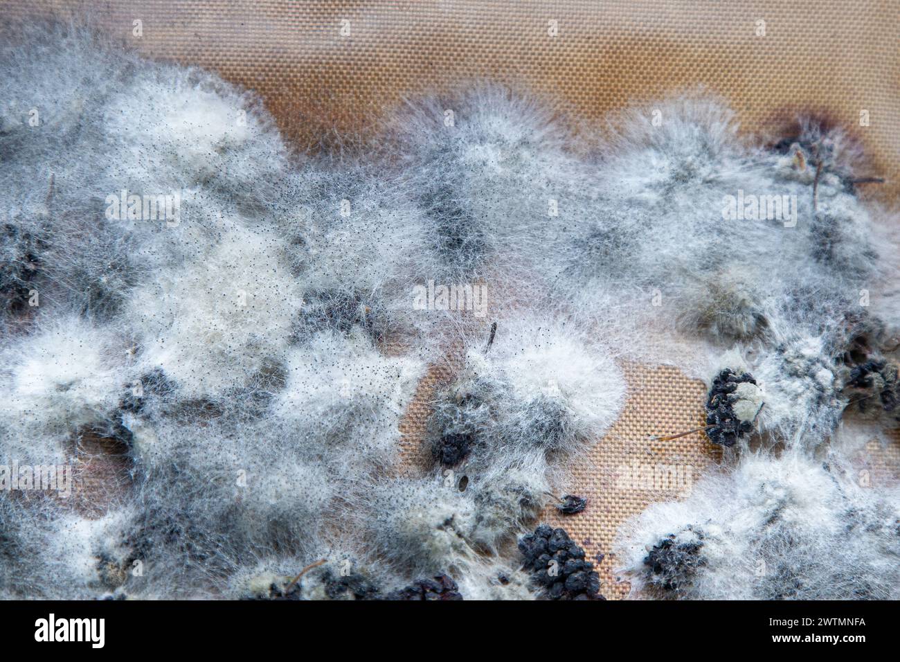 White mold on spoiled food. The mulberries are moldy. Bad food ...