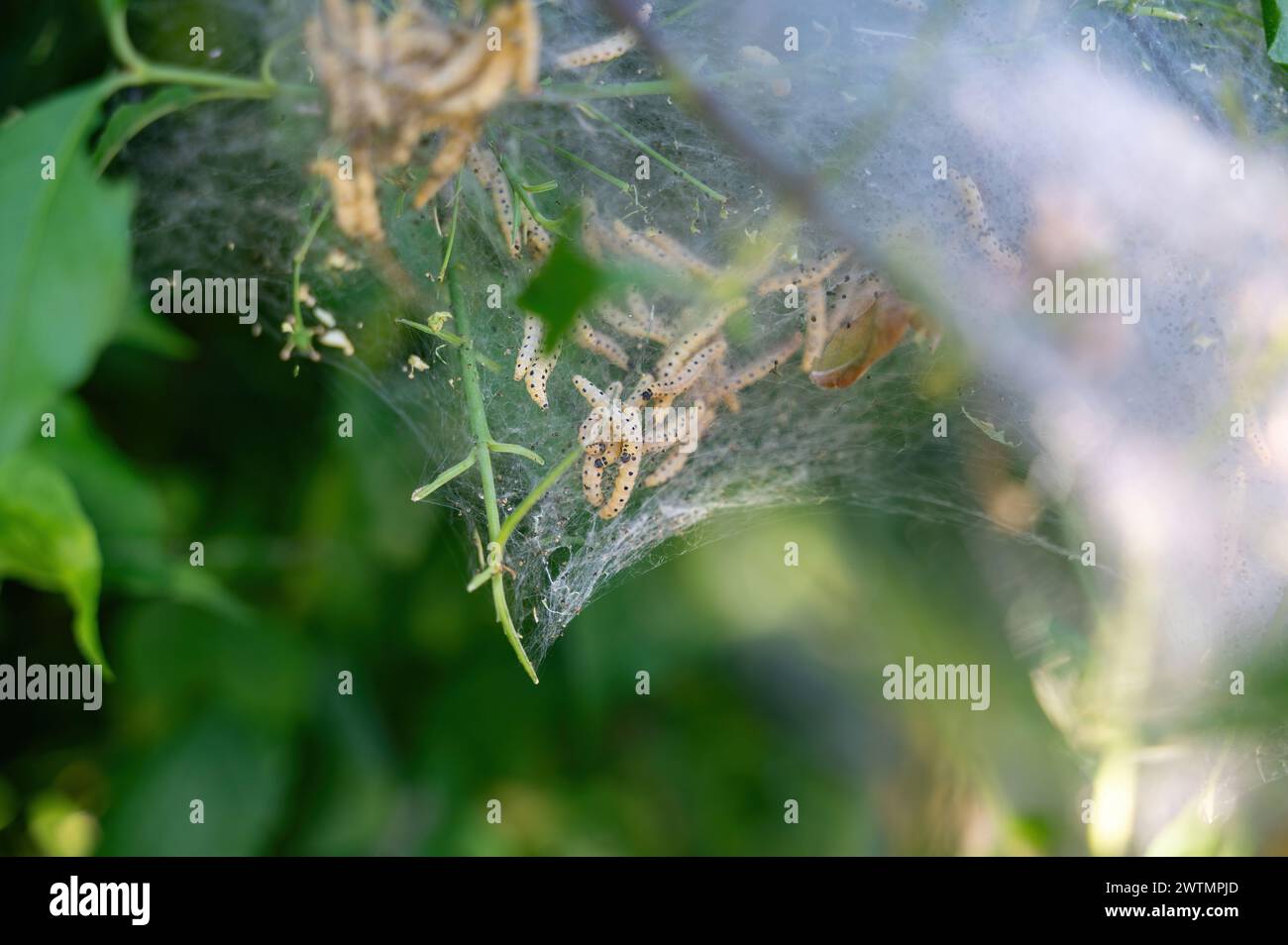 Spider moths hi-res stock photography and images - Alamy