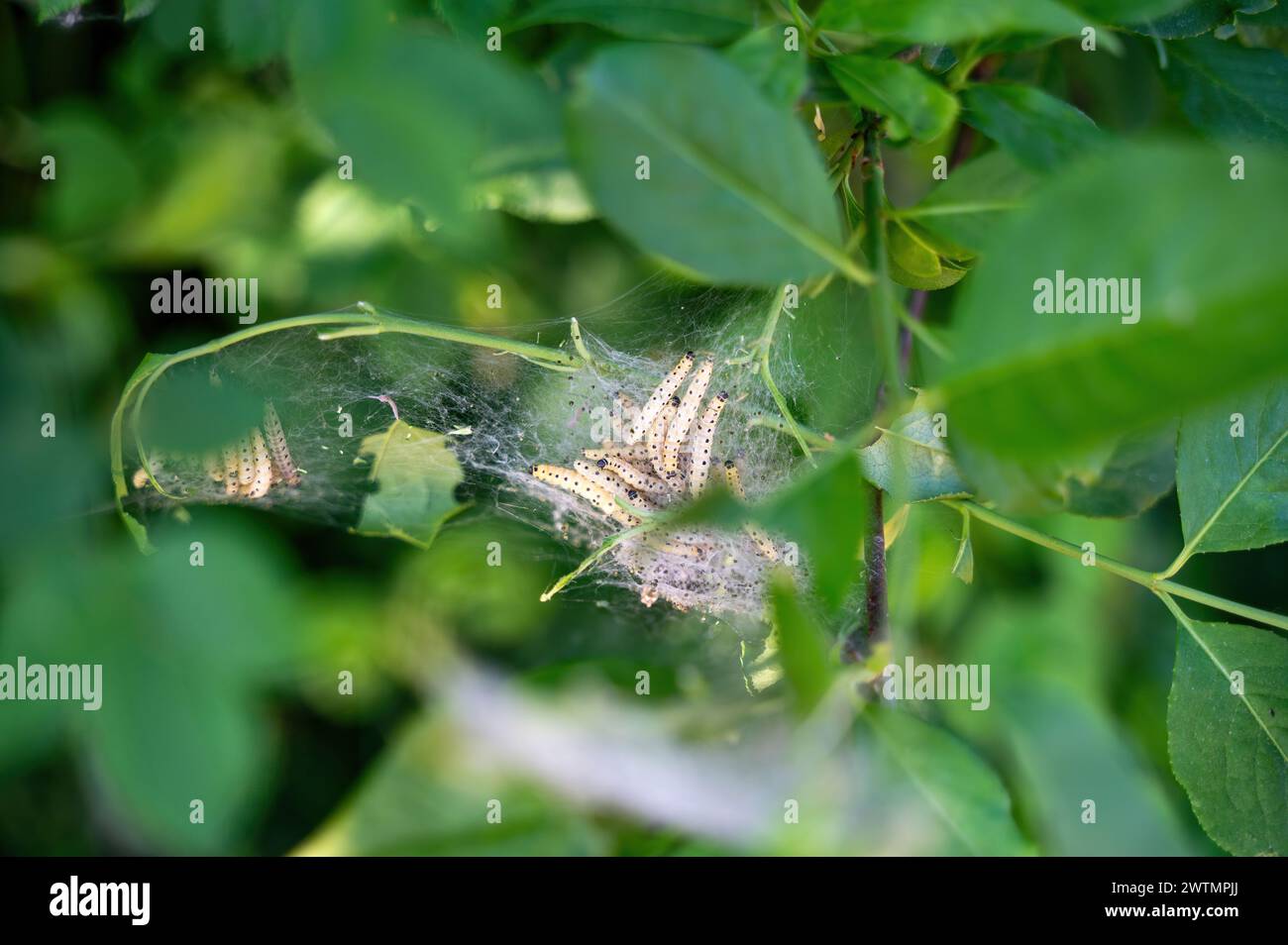 Spider moths hi-res stock photography and images - Alamy