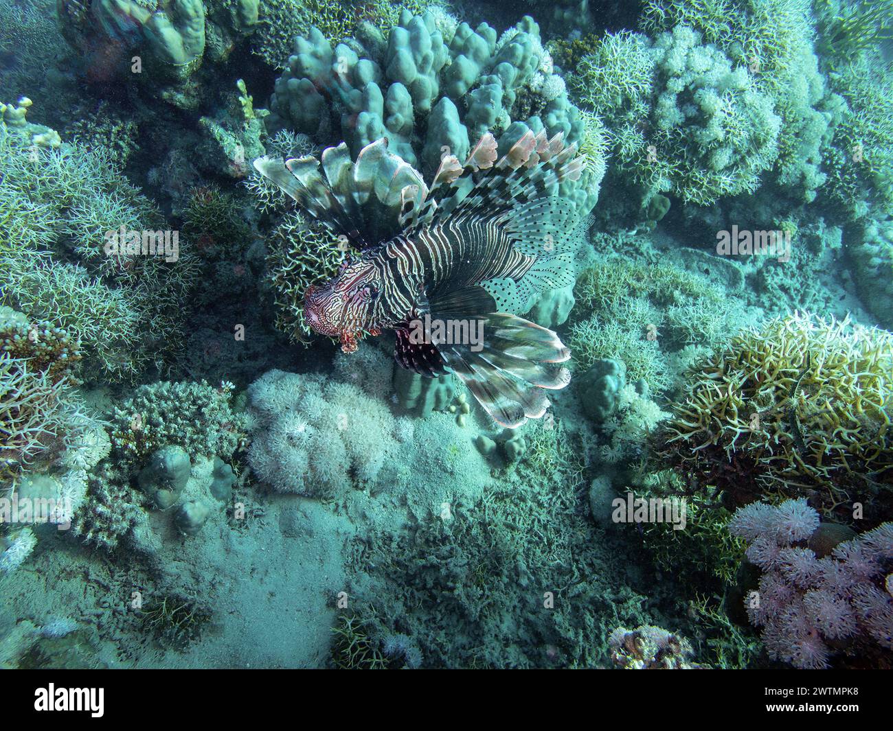 Pacific lionfish in the coral reef during a dive in Bali Stock Photo ...
