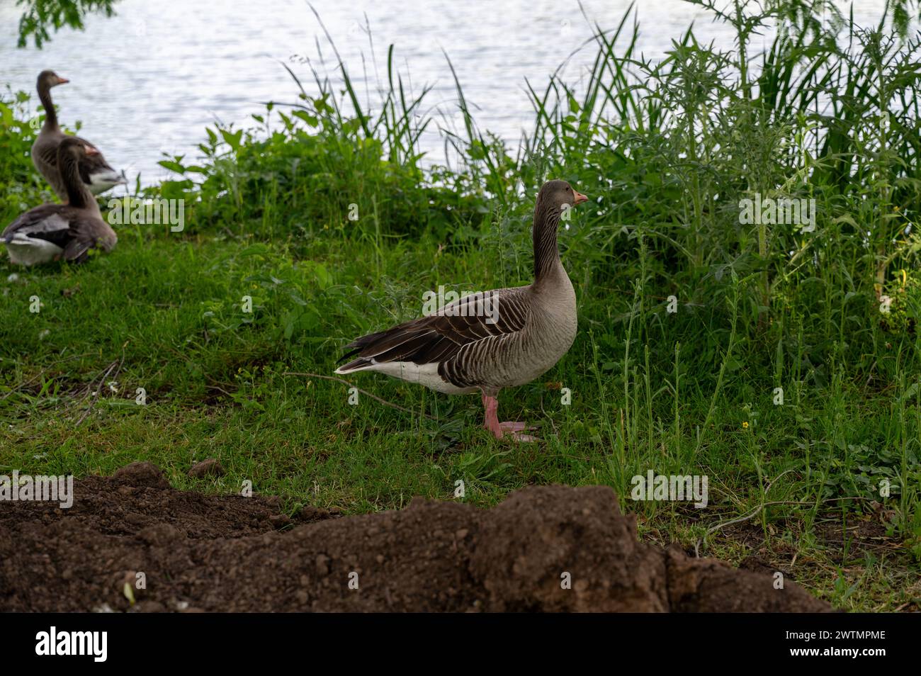 Gray field geese in green nature at a lake Stock Photo - Alamy