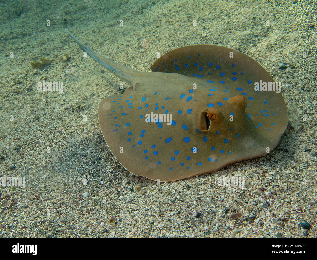 Blue spotted rays in the coral reef during a dive in Bali Stock Photo ...