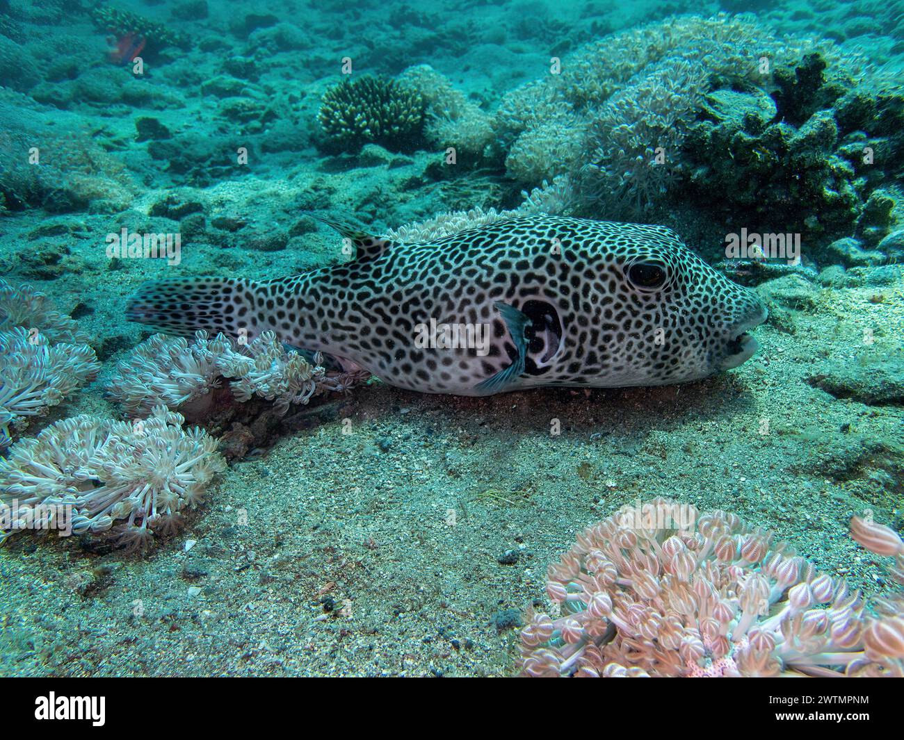 Boxfish underwater in ocean wildlife hi-res stock photography and ...
