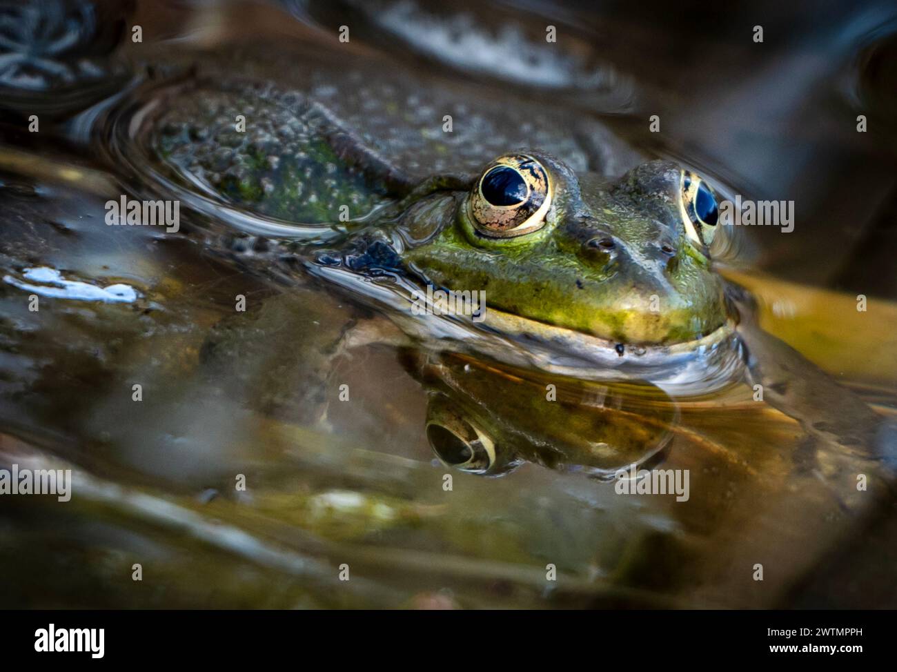 Marsh forg hi-res stock photography and images - Alamy