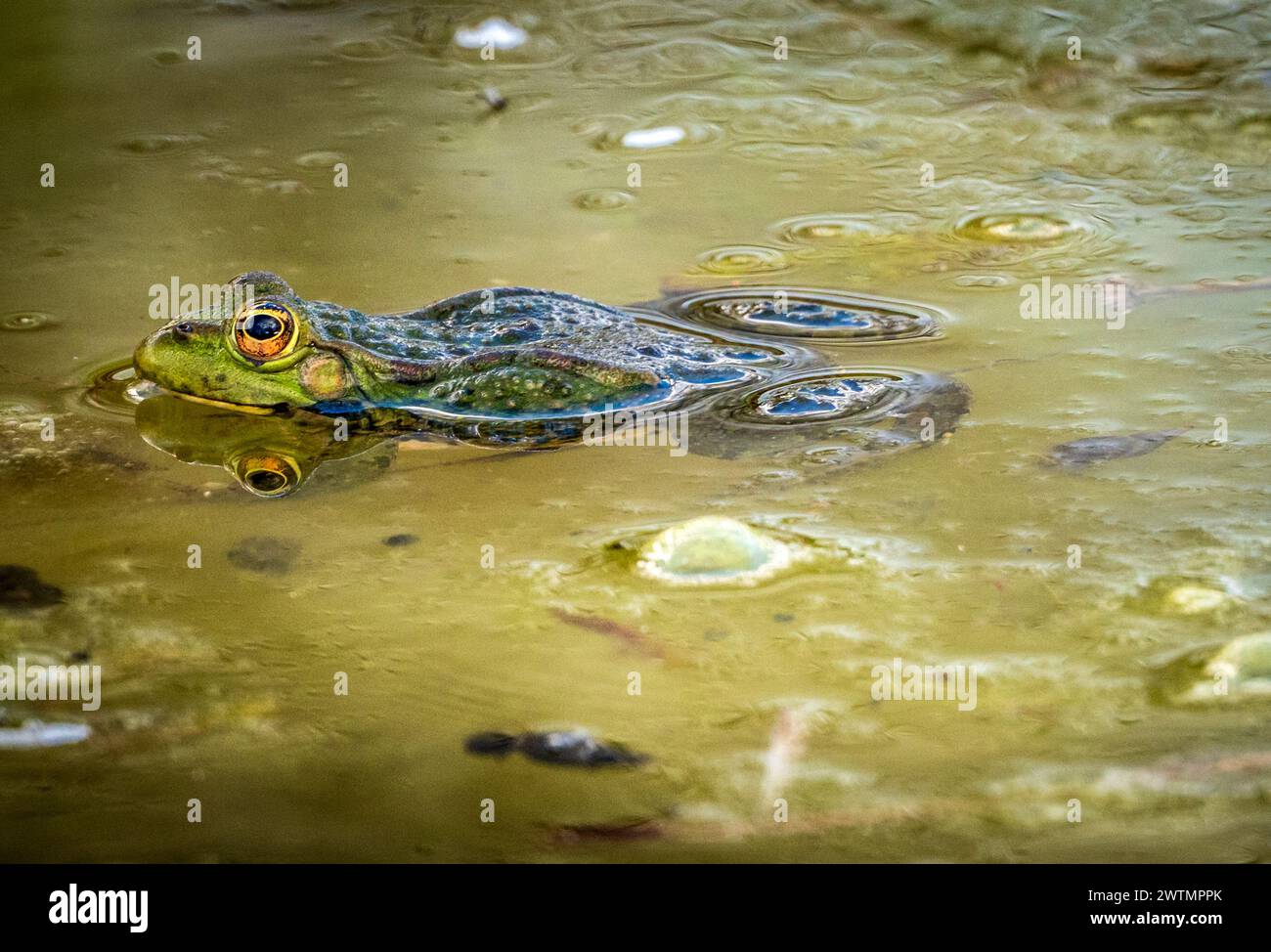 Mature frogs hi-res stock photography and images - Alamy