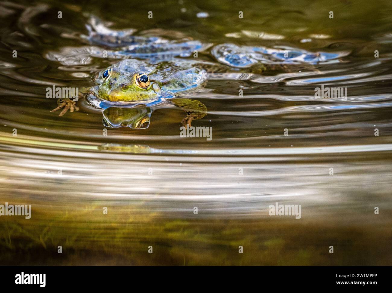 Marsh forg hi-res stock photography and images - Alamy