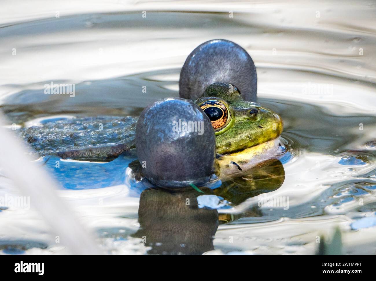Marsh forg hi-res stock photography and images - Alamy