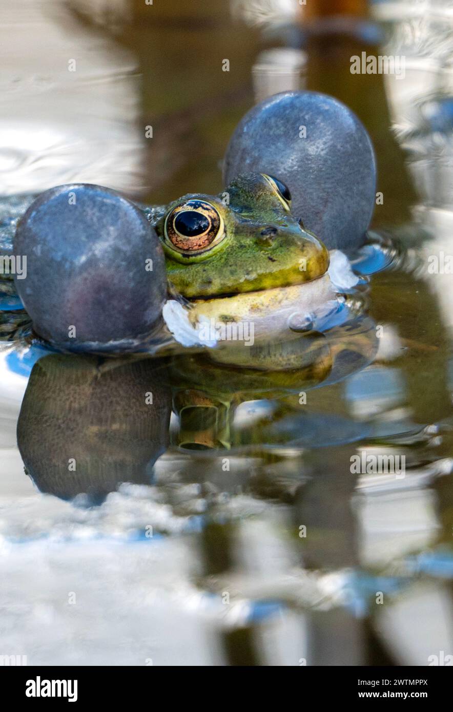 Marsh forg hi-res stock photography and images - Alamy