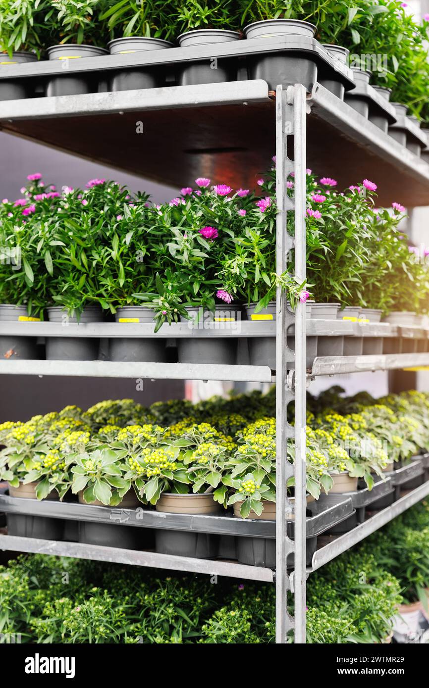 Close-up detail fresh green potted flower in flowerpot on sale rack in ...